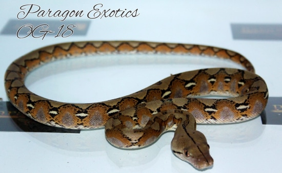 Platinum Het Caramel Or Albino Reticulated Python by Paragon Exotics