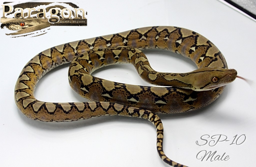 Platinum Pos. Het Albino Reticulated Python by Paragon Exotics ...