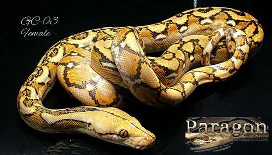 ***New Listing ..Mochino Het Albino Reticulated Python by Paragon Exotics