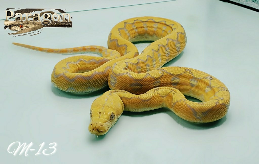 Purple Super Sunfire Reticulated Python by Paragon Exotics - MorphMarket