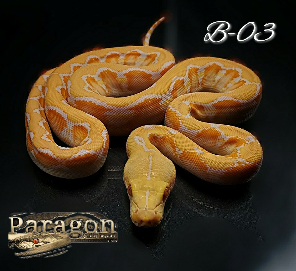 White Phase Gorgeous Contrast Reticulated Python by Paragon Exotics ...
