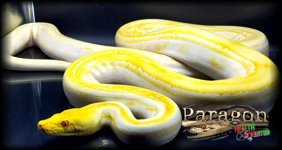 White Phase Genetic Stripe 3 Yr Old Male Breeder Reticulated Python by ...