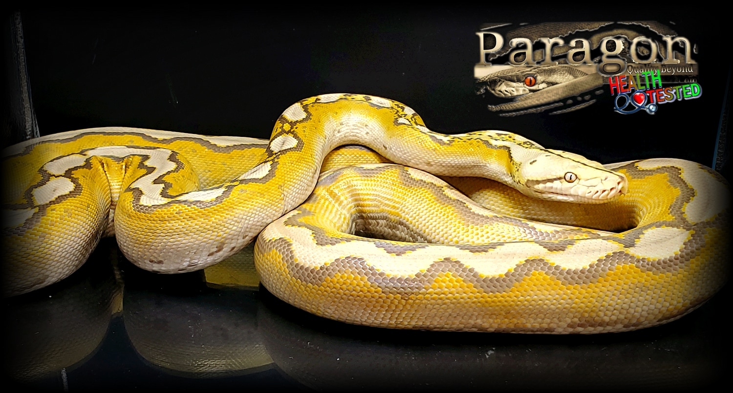 Mochino Motley Sun 2018 Male Breeder FREE SHIPPING Reticulated Python ...