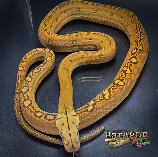 Mochino Goldenchild....WOW..ON FIRE!! Reticulated Python by Paragon Exotics
