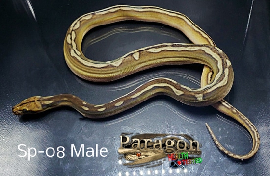 Phantom Platinum Motley Suntiger Pos. Het Albino Reticulated Python by ...