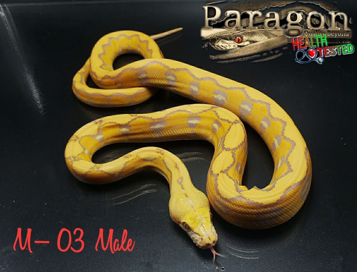 Purple Super Sunfire FREE SHIPPING Reticulated Python by Paragon ...