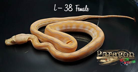 Lavender Motley Reticulated Python by Paragon Exotics
