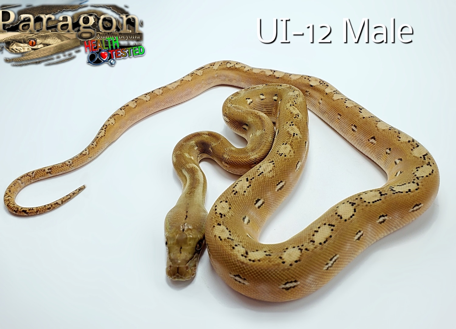 Phantom Motley Pos. Het. Albino Reticulated Python by Paragon Exotics ...