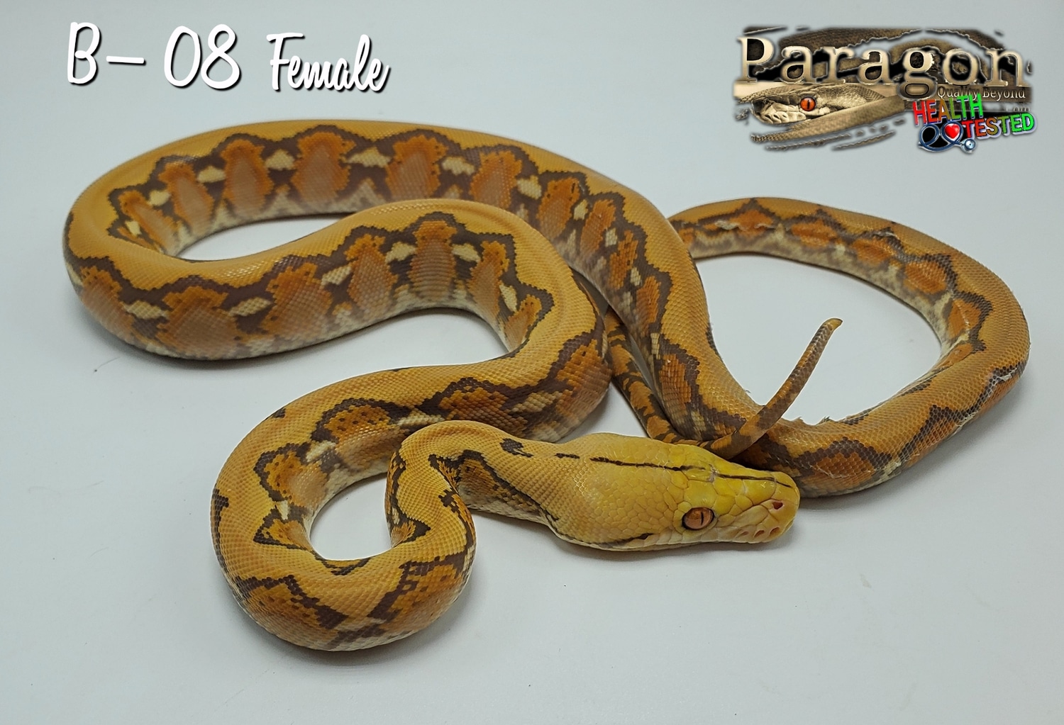 Orange Glow Reticulated Python by Paragon Exotics - MorphMarket