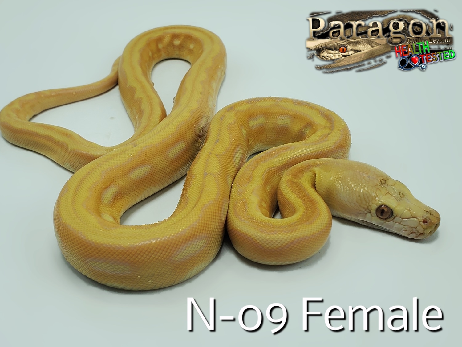 Lavender Phantom Suntiger WOW Reticulated Python by Paragon Exotics ...