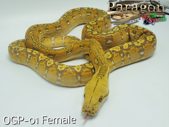 Orange Glow Phantom GORGEOUS Reticulated Python by Paragon Exotics
