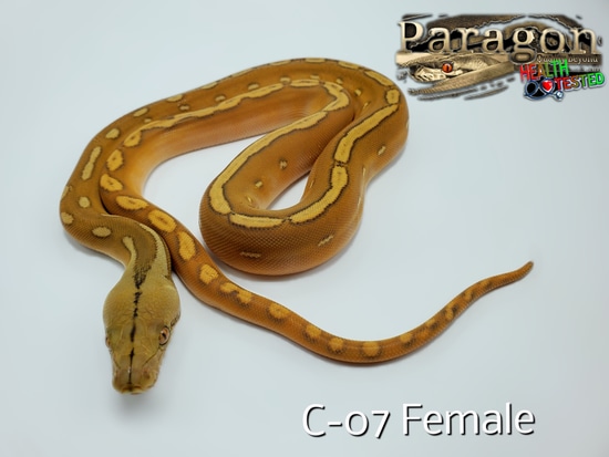FREE SHIPPING Orange Ghost Stripe Pos Het Albino Reticulated Python by ...