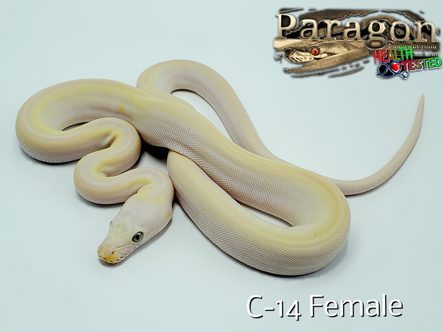 Cow Pos Het Albino 🔥 HOT Reticulated Python by Paragon Exotics ...