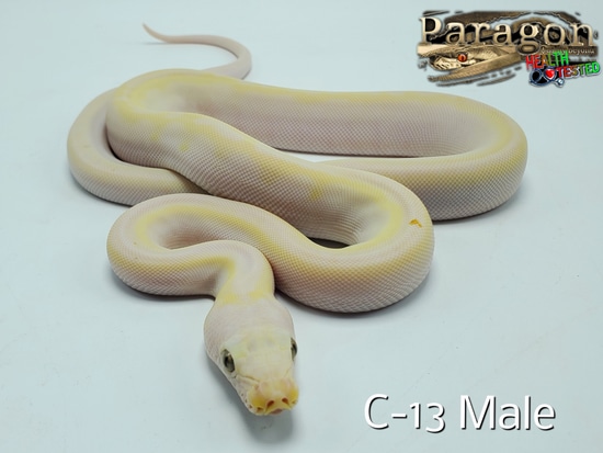 Cow Pos Het Sunfire BEAUTIFUL Reticulated Python by Paragon Exotics