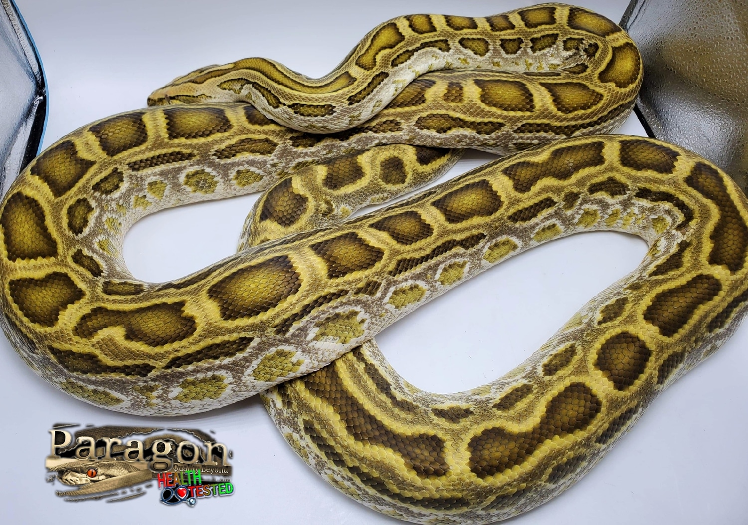 Hypo Burmese Het Green Burmese Python by Paragon Exotics - MorphMarket