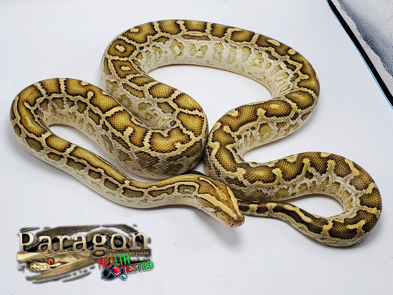 Hypo Burmese Wow Burmese Python by Paragon Exotics - MorphMarket
