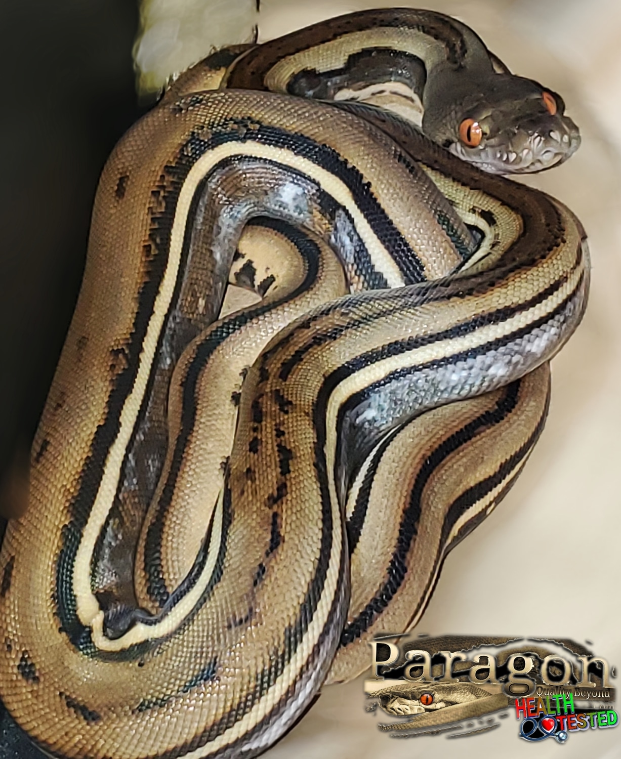 Genetic Stripe NICE Reticulated Python by Paragon Exotics - MorphMarket