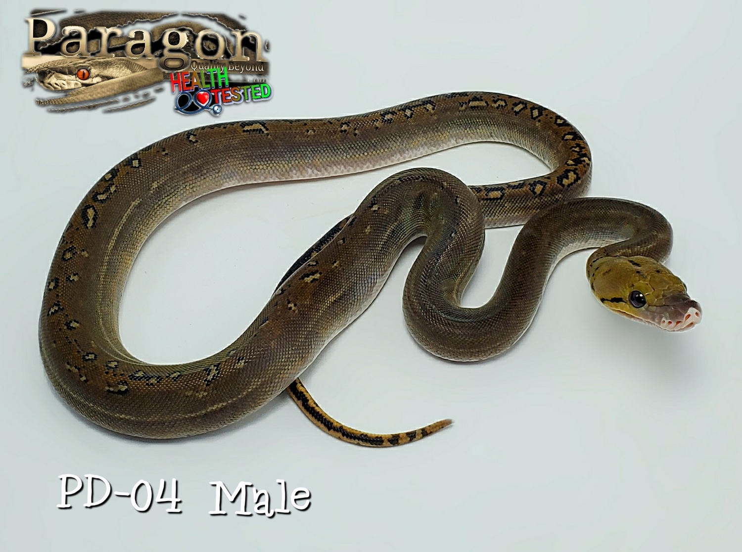 Pied Het Albino Reticulated Python by Paragon Exotics - MorphMarket