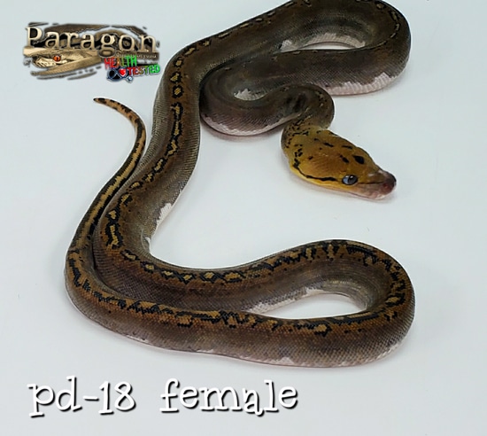 Pied Retic Het Albino Reticulated Python by Paragon Exotics