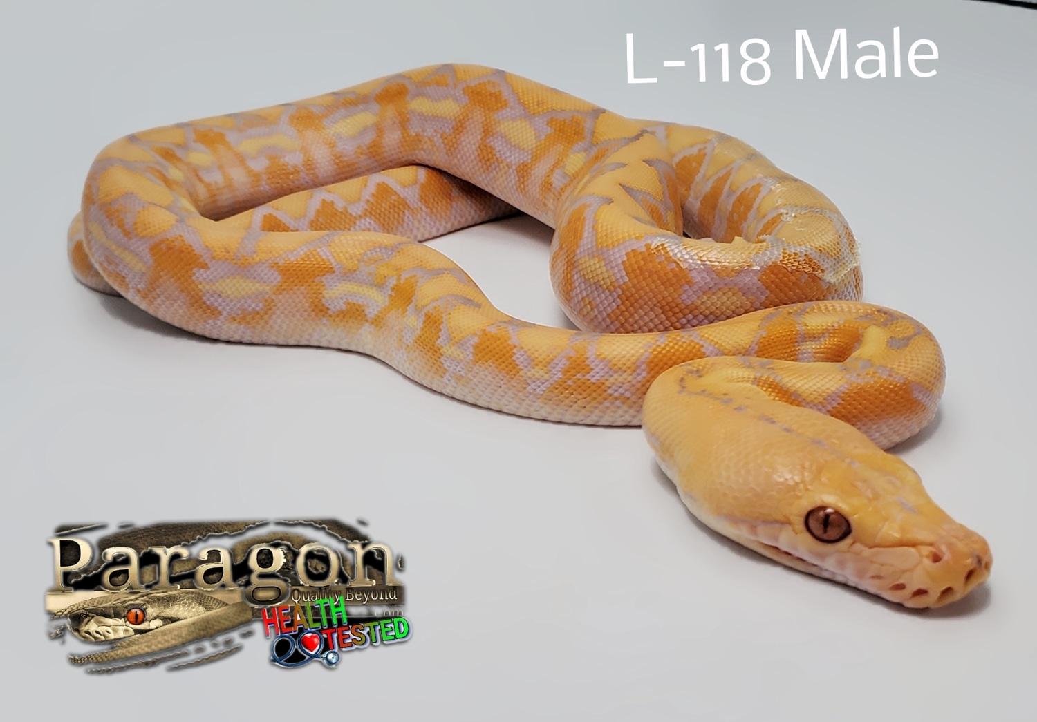 Lavender Reticulated Python by Paragon Exotics - MorphMarket