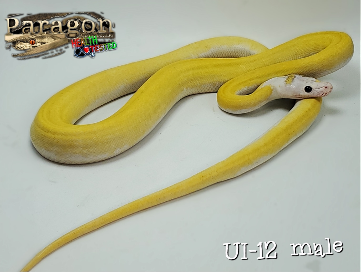 SALE 20%Off Ultra Ivory Tiger Reticulated Python by Paragon Exotics ...