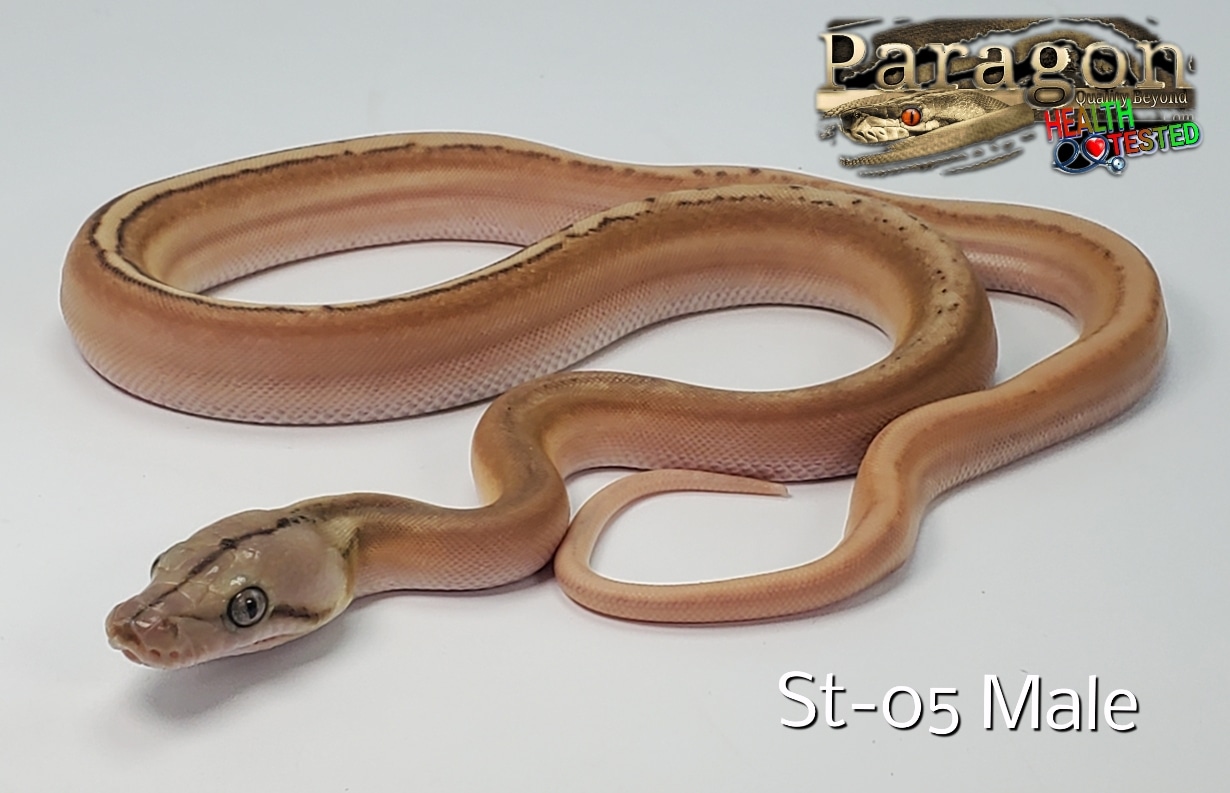 Phantom Motley Sun Platinum Pos Het Albino Reticulated Python by ...