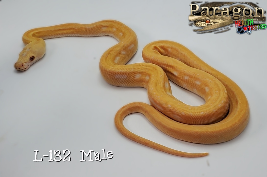 White Phase Phantom Platinum Suntiger Reticulated Python by Paragon ...