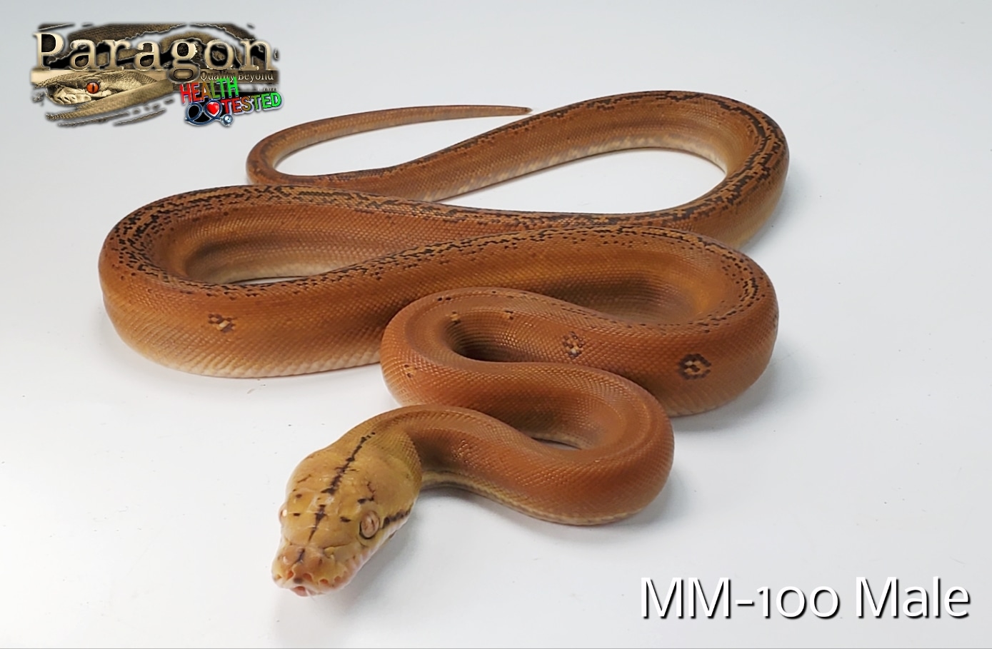 FREE SHIPPING Mocha Goldenchild WOW Reticulated Python by Paragon ...
