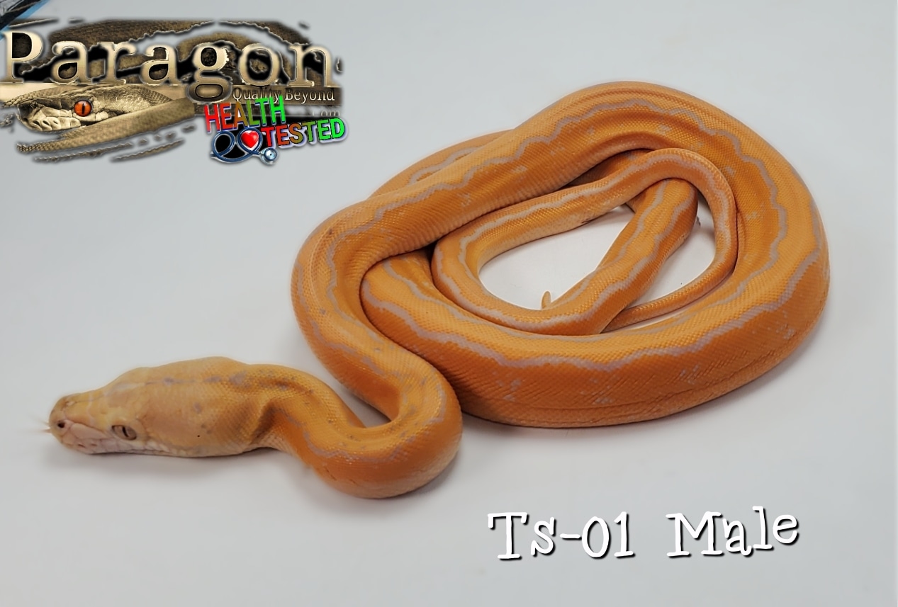 Purple Motley Sun Reticulated Python by Paragon Exotics - MorphMarket