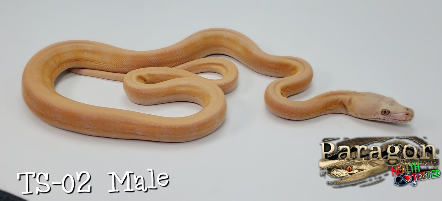 FREE SHIPPING Lavender Platinum Tiger Reticulated Python by Paragon ...