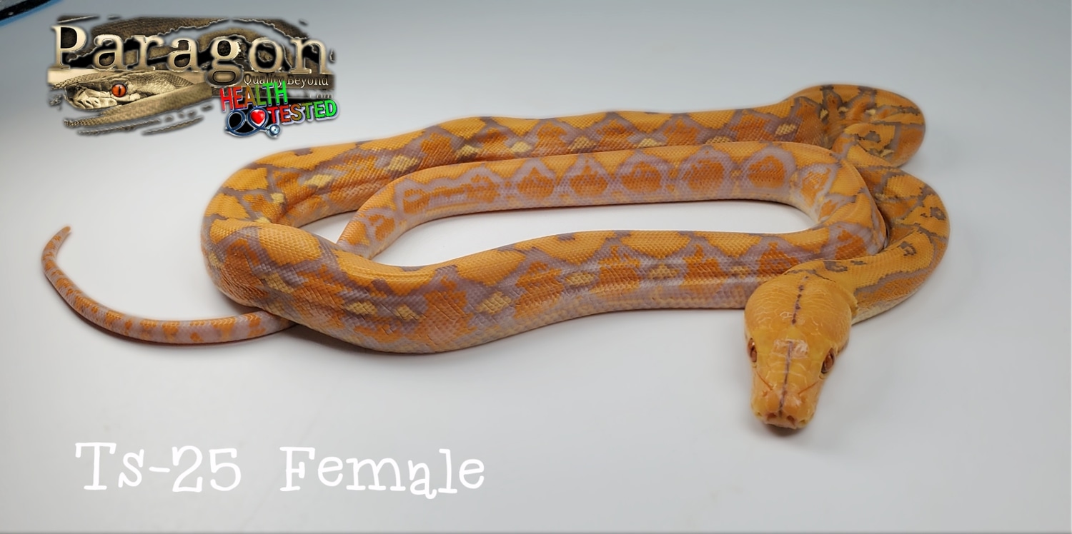 Purple Reticulated Python by Paragon Exotics - MorphMarket
