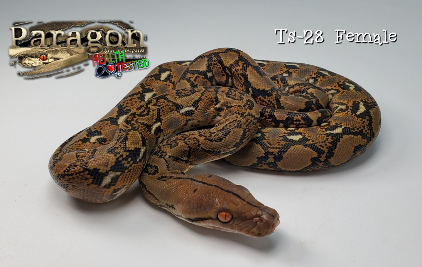 Normal Het. Purple Reticulated Python by Paragon Exotics - MorphMarket