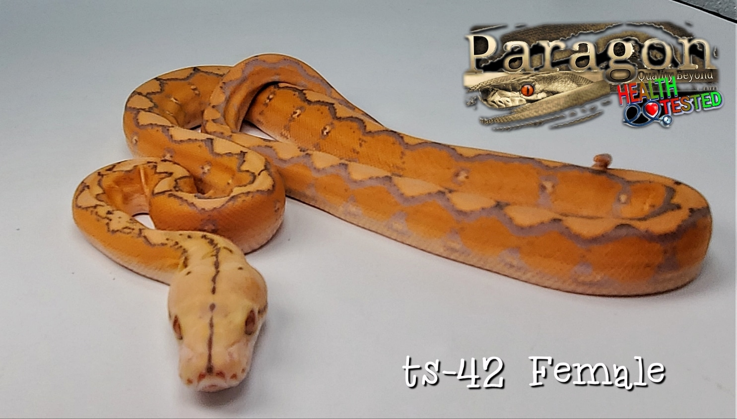 Purple Motley Reticulated Python by Paragon Exotics - MorphMarket