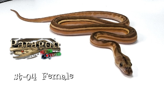 Motley Sun Supertiger Pos Plat Reticulated Python by Paragon Exotics