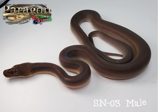 NEW YEARS SALE 20% OFF Phantom Super Motley Pos PATS Reticulated Python ...