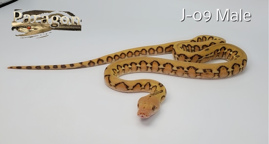 !!!WOW!!!!! Mochino Jaguar Reticulated Python by Paragon Exotics