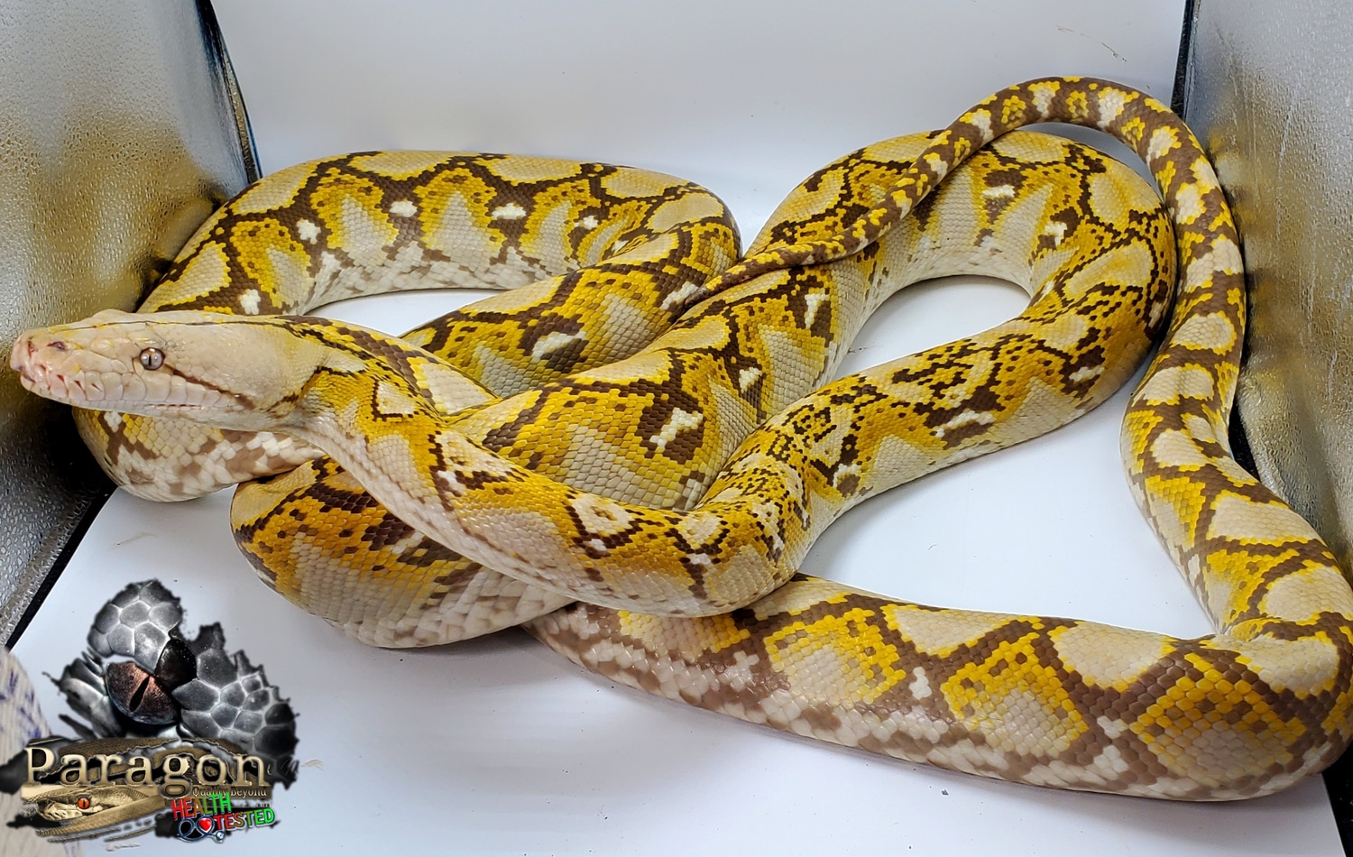 Mochino Adult Male Breeder 👀 Reticulated Python by Paragon Exotics ...