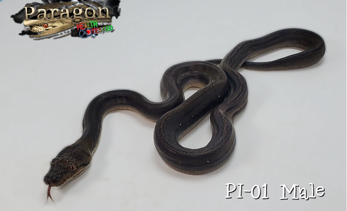 SALE 20% OFF Goldenchild 100% Het Pied Pos Het Ghost Reticulated Python ...