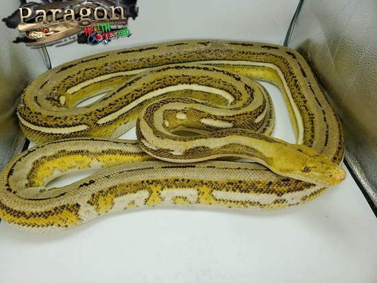 OGS Tiger Proven Breeder Male Reticulated Python by Paragon Exotics