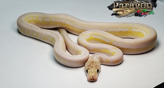 Ultra Ivory Retic. Free Shipping Reticulated Python by Paragon Exotics