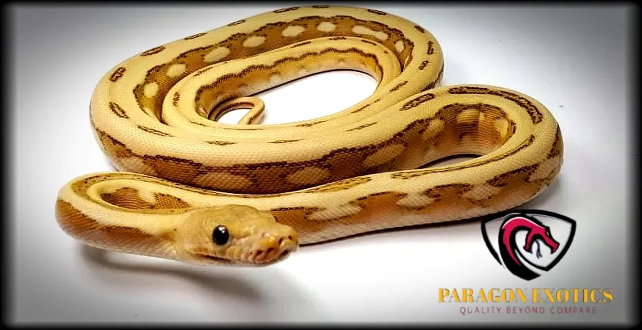 BLOW U AWAY ..Jag. OGS SUN Reticulated Python by Paragon Exotics ...