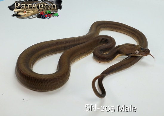 Phantom GC Pos. MTPSA...WOW Reticulated Python by Paragon Exotics