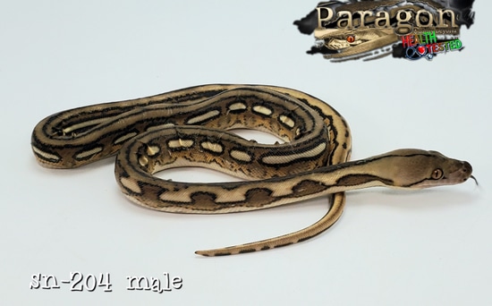 FREE SHIPPING...WONT LAST Tiger Pos Het Albino Reticulated Python by ...