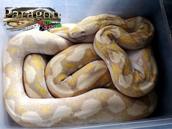 Lavender Proven Breeder Female 👀 Reticulated Python by Paragon Exotics