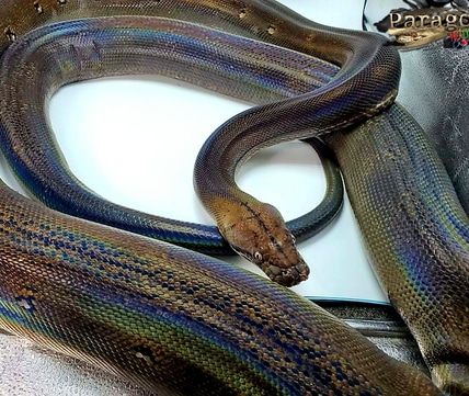 !!!WOW!!!!! Mochino Jaguar Reticulated Python by Paragon Exotics ...