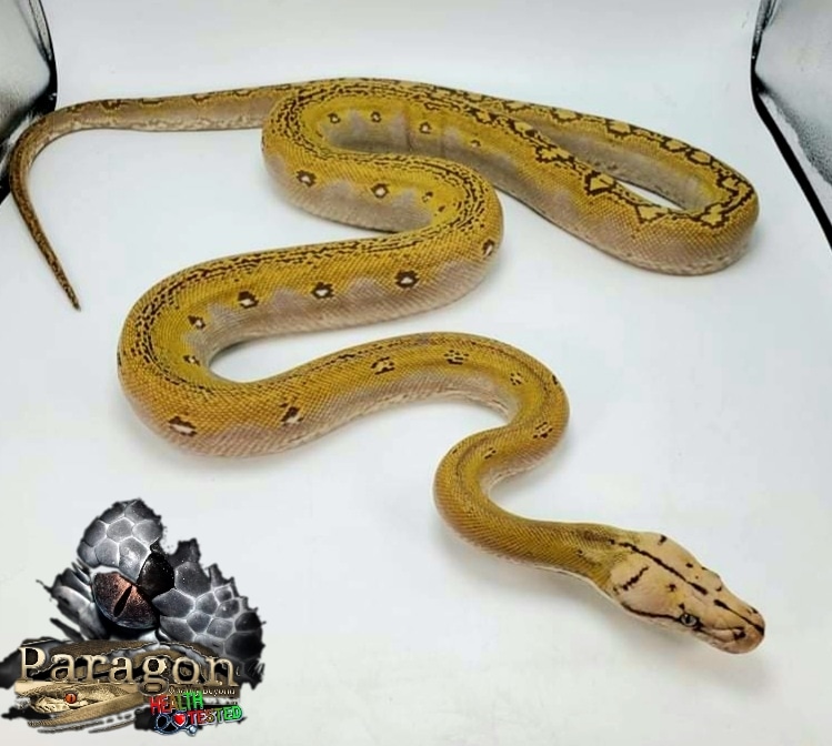 FREE SHIPPING Mochino Goldenchild WOW Reticulated Python by Paragon ...