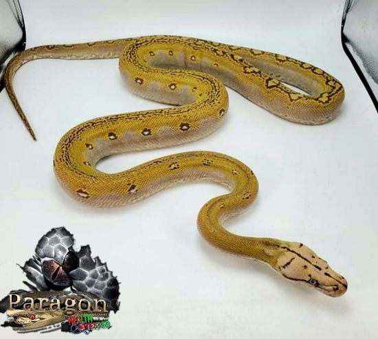 FREE SHIPPING Mochino Goldenchild WOW Reticulated Python by Paragon Exotics