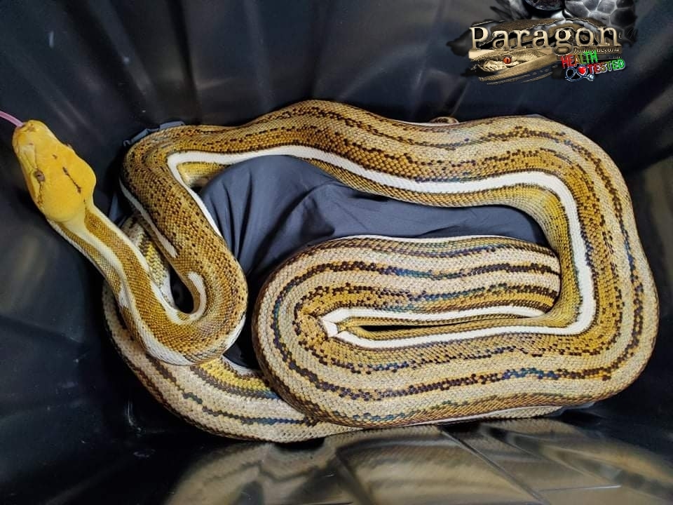 OGS Tiger GORGEOUS Reticulated Python by Paragon Exotics - MorphMarket