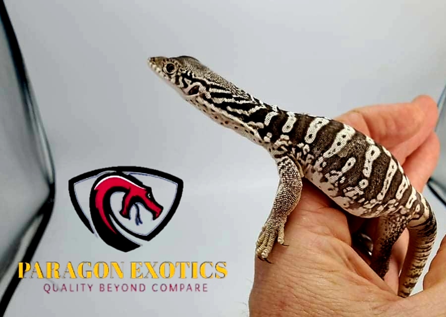 USCBB Spencer's Monitor 6 Mos. ONLY 1 Now LEFT Other Monitor by Paragon ...