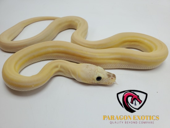 Ultra Ivory Pos MSTP Reticulated Python by Paragon Exotics